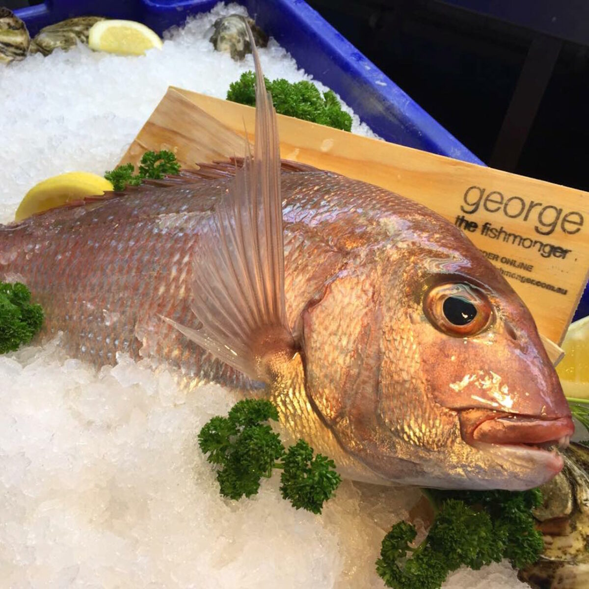 Pinky Snapper - Queen Victoria Market