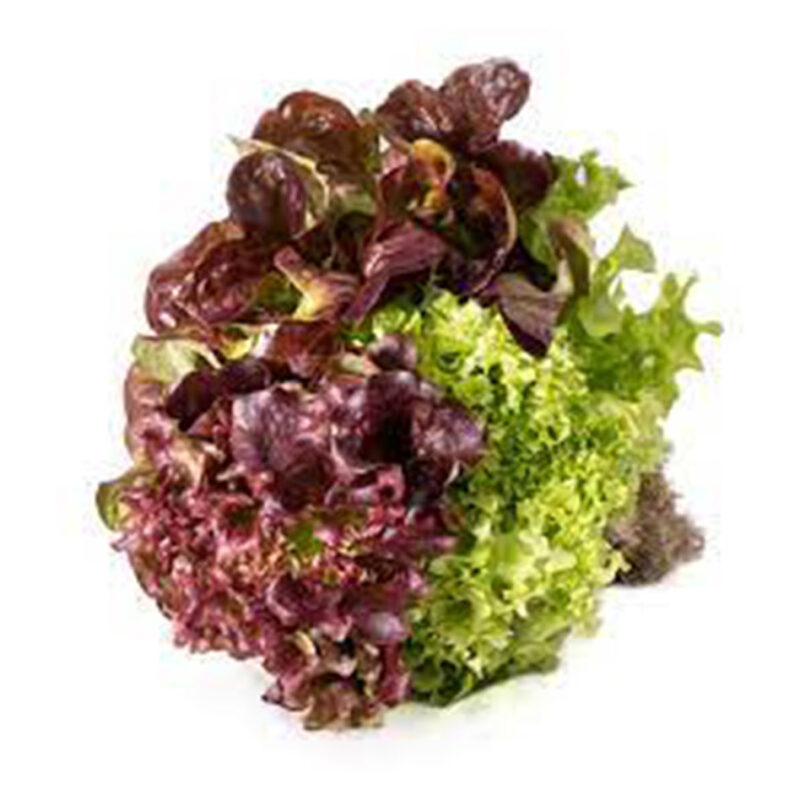 Trio Lettuce - Queen Victoria Market